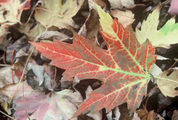 Silver Maple fall foliage | FLNPS